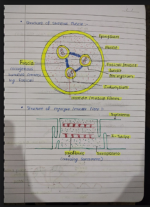 Chapter 20: Locomotion and Movement Class 11 Notes PDF Free