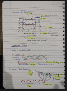 Chapter 20: Locomotion and Movement Class 11 Notes PDF Free